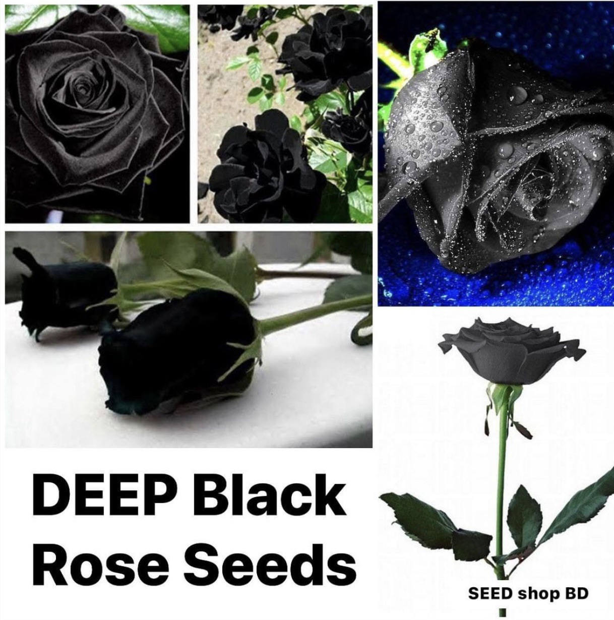 DEEP black Rose seeds imported -30pcs | Daraz.com.bd