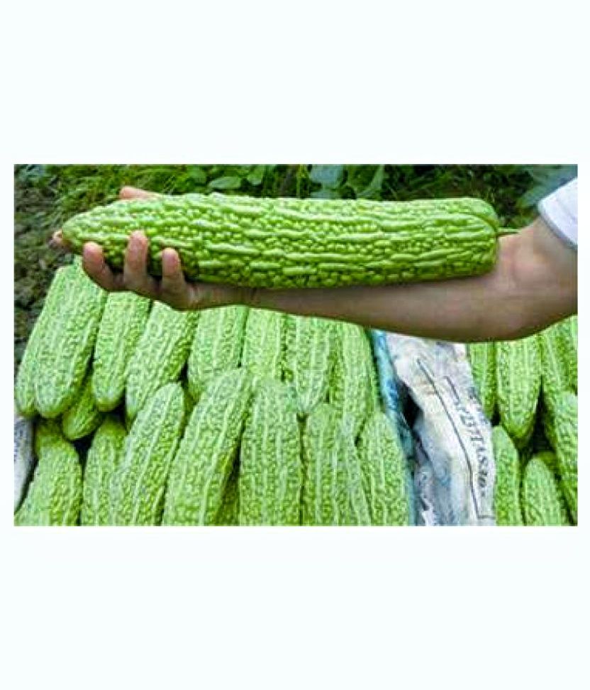 Giant size about 500gram bitter gourd 10 seeds F1 hybrid | Daraz.com.bd