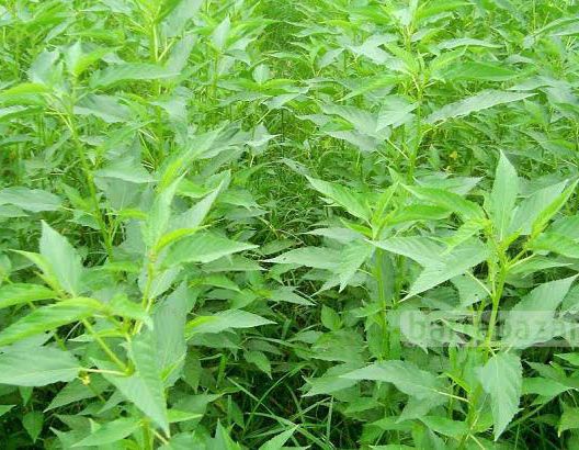 Deshi Patshak 5000+seeds (Repack & include gift- 3 items.) | Daraz.com.bd
