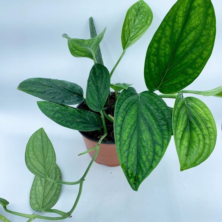 Monstera Peru indoor and semi outdoor houseplant with tob and soil ...