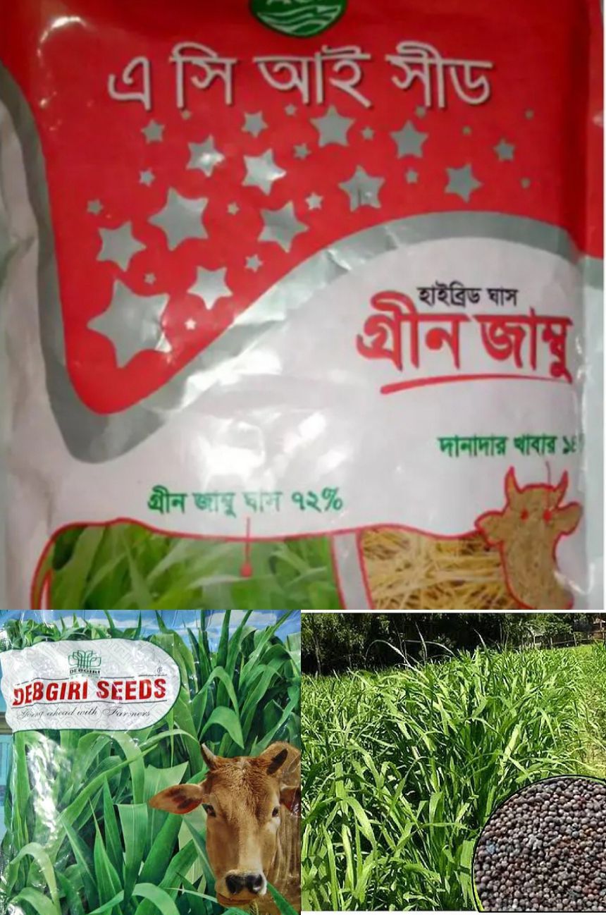 Grass packages of ACI Jambu 2000 seeds, Indian Devgiri 3000 seeds and ...