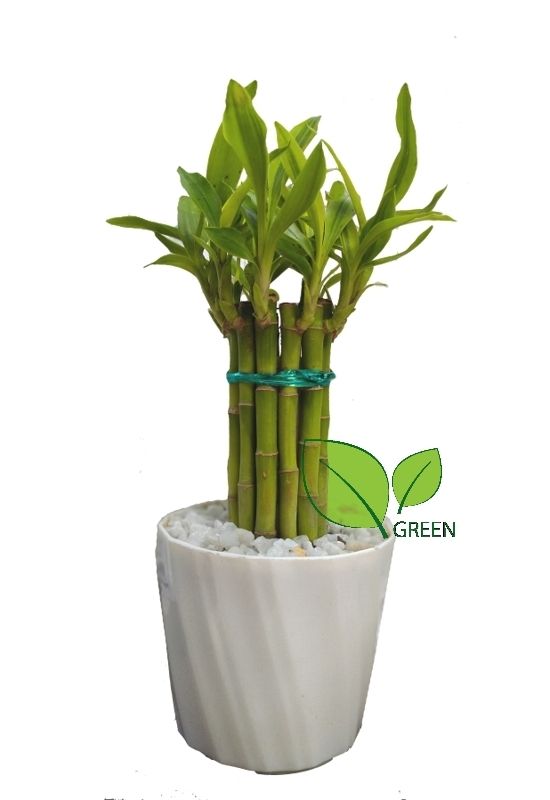 Lucky Bamboo Plant Design Set with potting | Daraz.com.bd