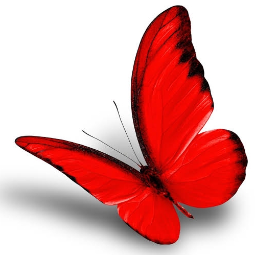 Shop online with Projapoti Boutique & Verities now! Visit Projapoti ...