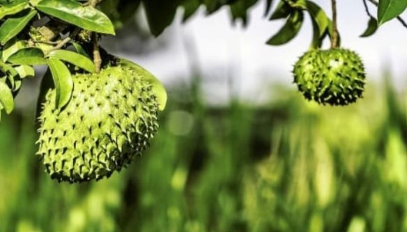 Korosol tree cancer solution green tree | Daraz.com.bd