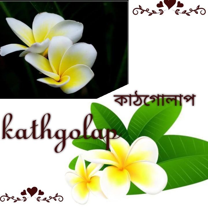Shop online with Kathgolap. now! Visit Kathgolap. on Daraz.