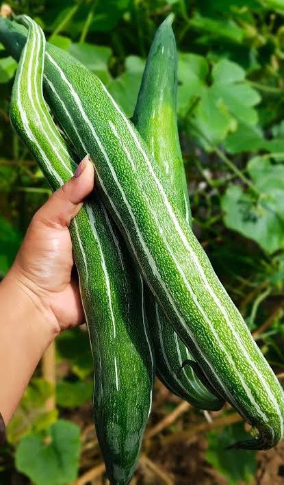 Desi Chichinga Sufla-1 seed 20 pcs. (Repack & gift- 3 items.) | Daraz ...