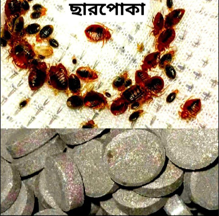 Charpoka / bug / Rat / Cockroach & Everything Pest Killer, Aluminium ...