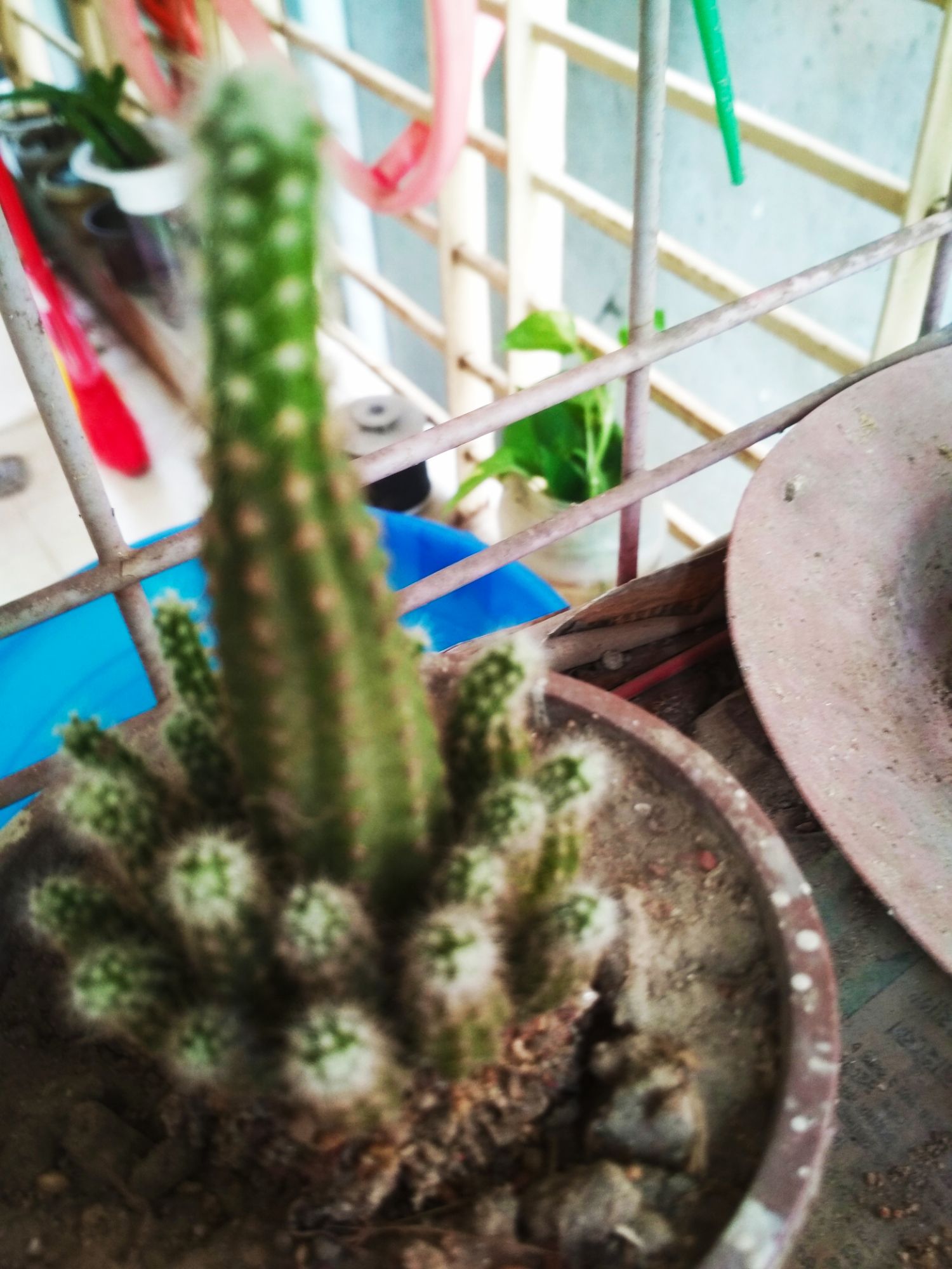 Cactus mother plant media bade dea hobe +Time ful cutting 10 pcs ...